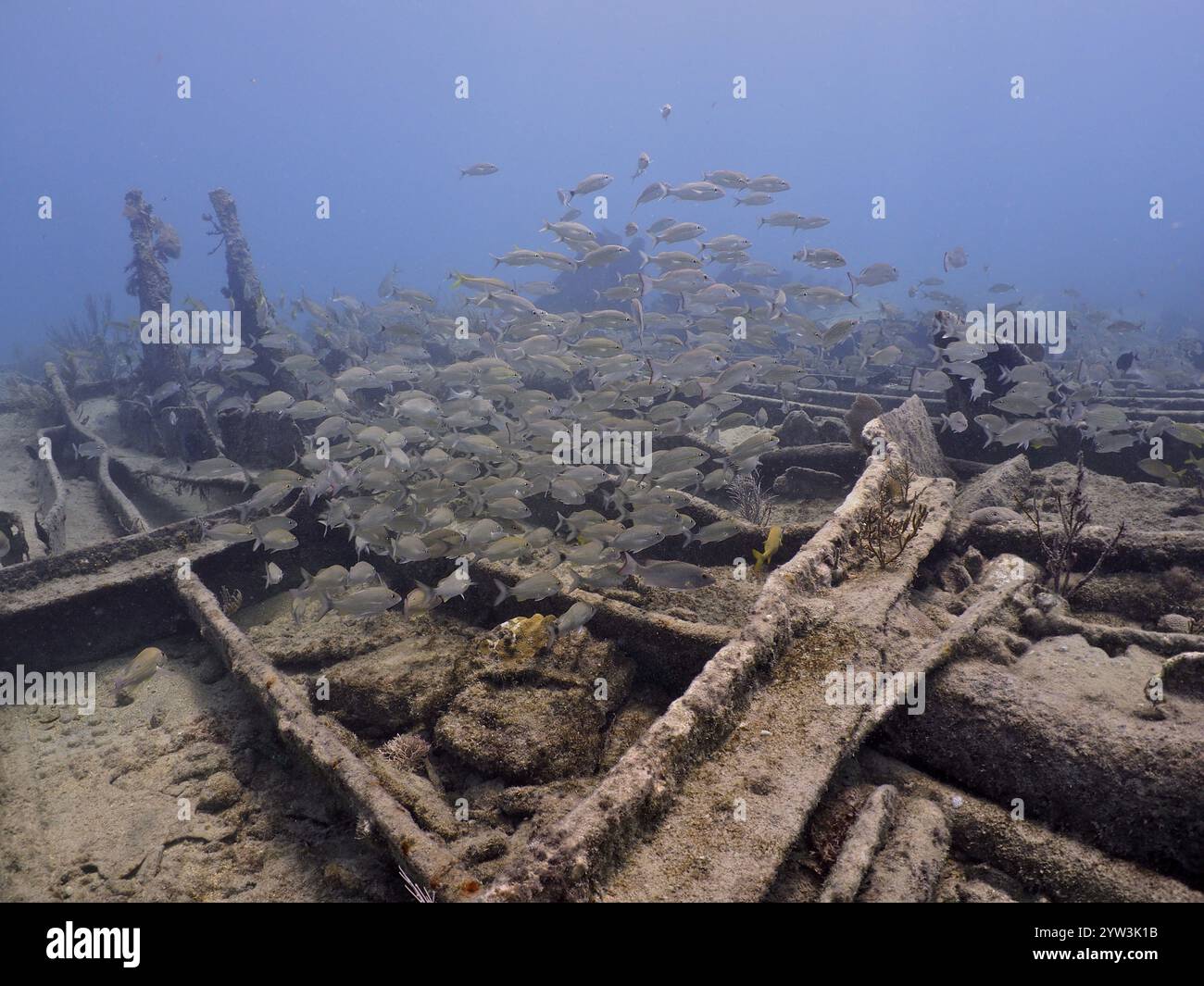 A school of fish swims around a derelict shipwreck in the blue ocean ...