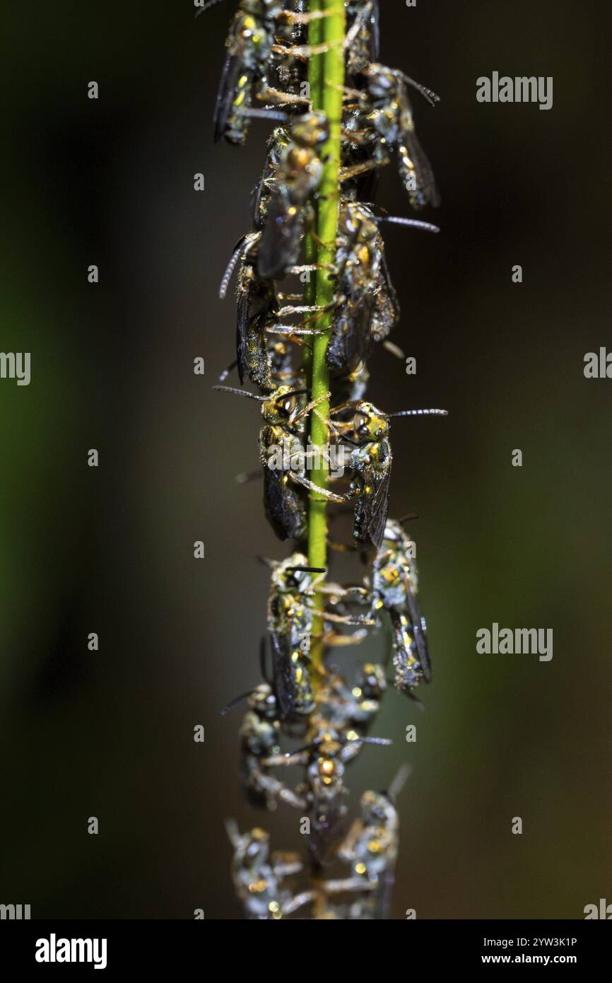 Many flies sitting densely packed on a stem, tropical rainforest at ...