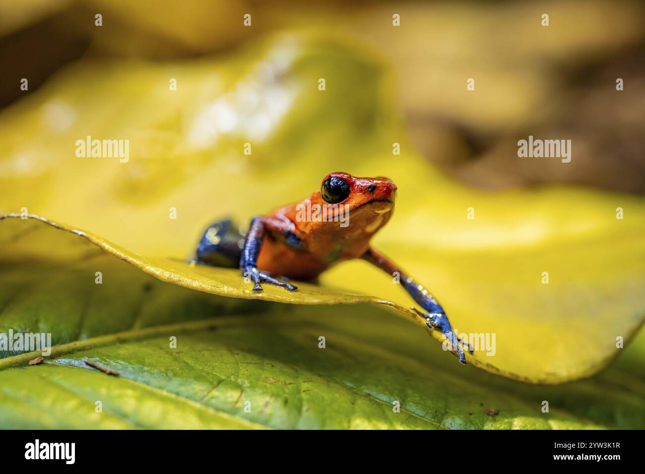 Strawberry frog (Oophaga pumilio) sitting on a yellow leaf, Heredia ...