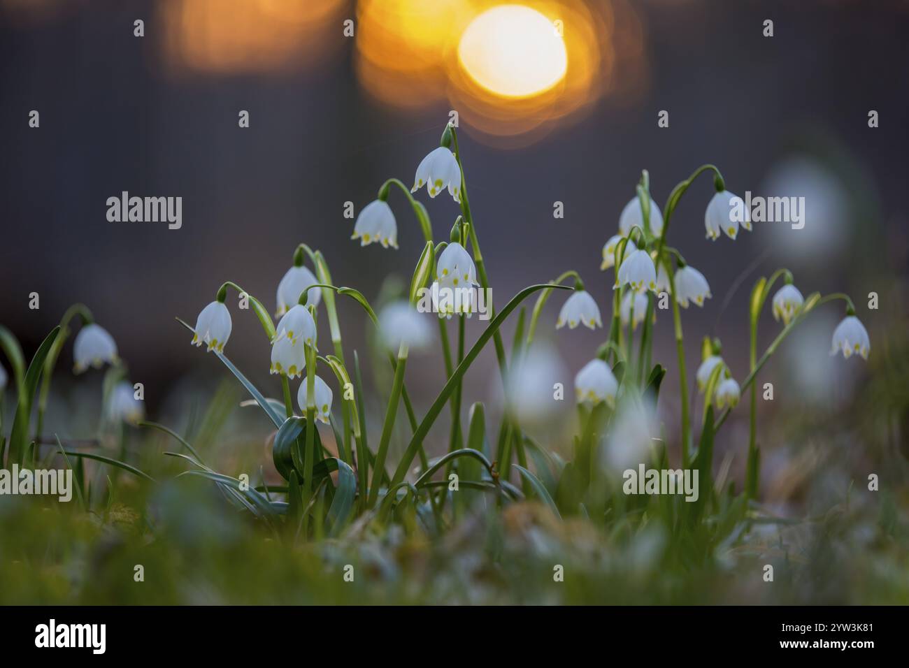 Spring snowdrop (Leucojum vernum), March snowdrop, March bells, sunset ...