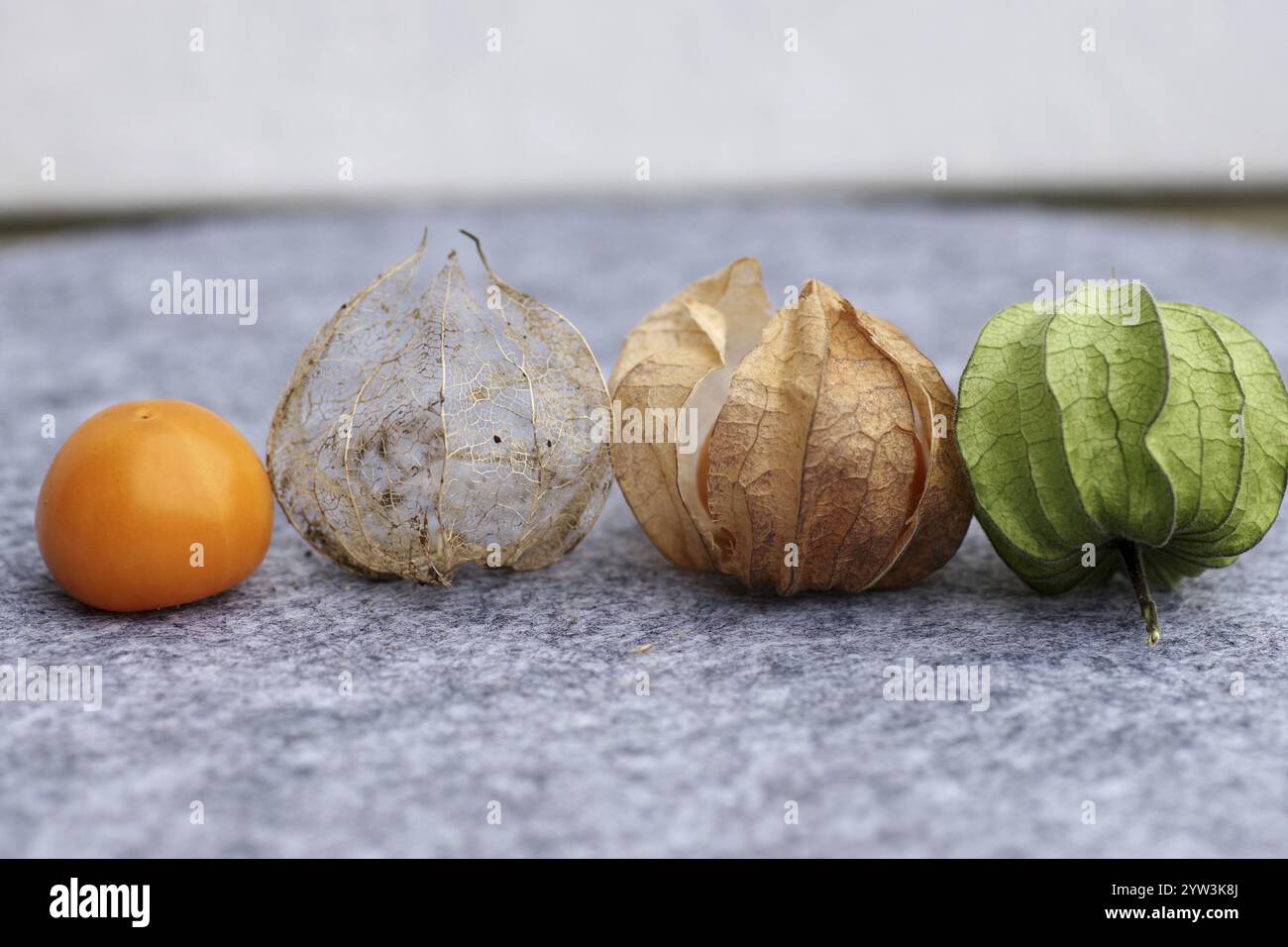 Bladder cherry (Phyalis), fruit, husk, calyx, cape gooseberry ...