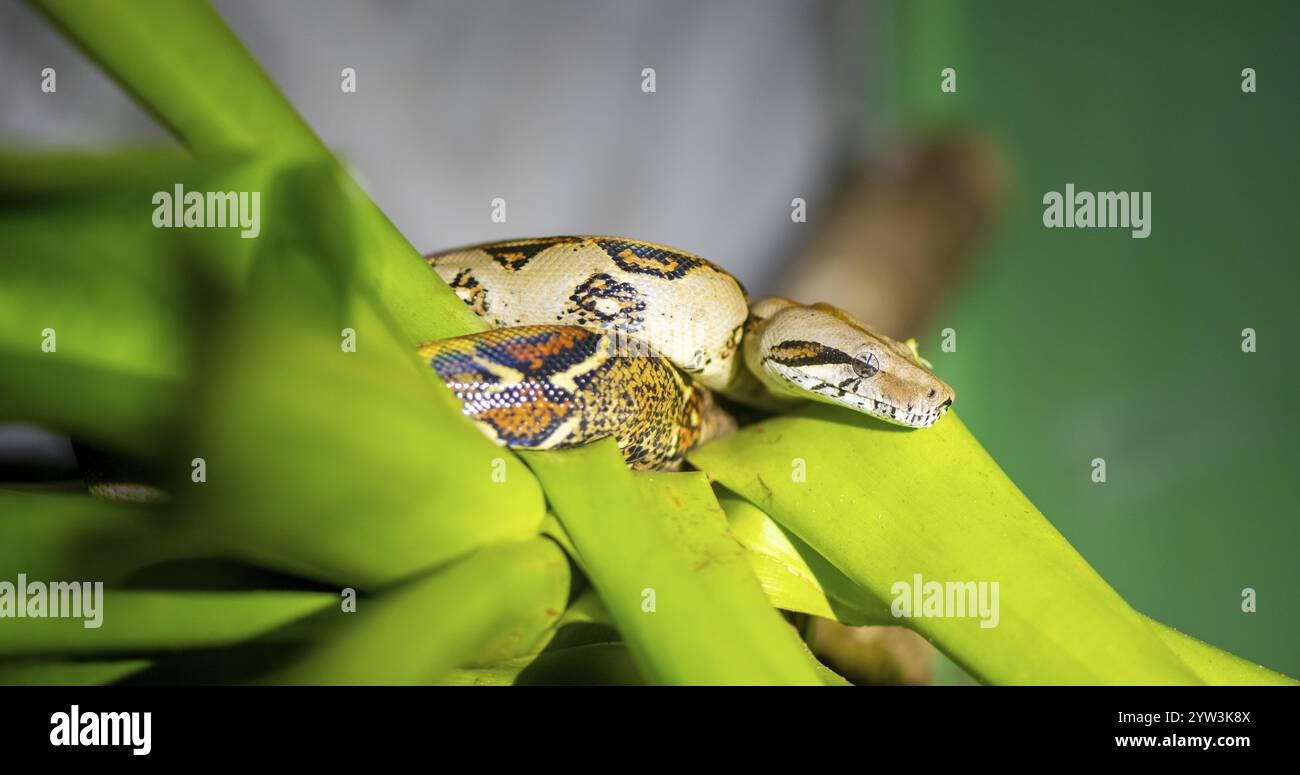 King boa (Boa constrictor), sitting on a green plant, Heredia province ...
