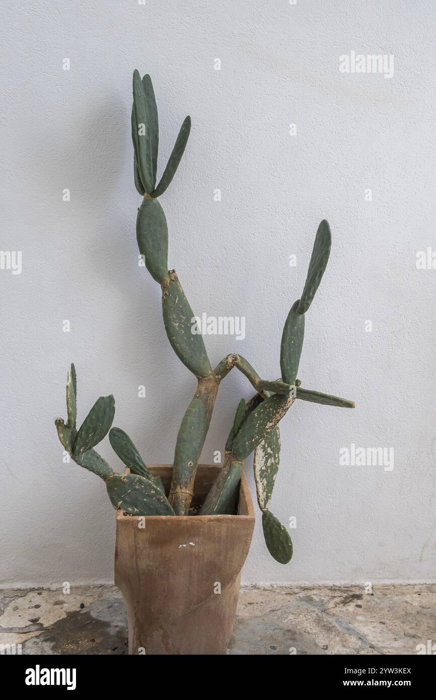 A cactus in a simple, rustic pot in front of a minimalist wall ...