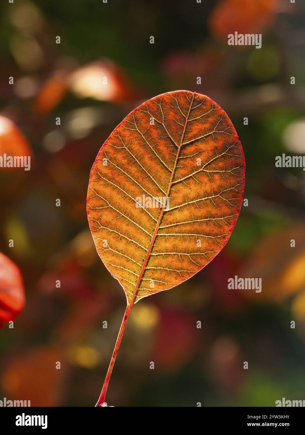 Leaf in autumn color hi-res stock photography and images - Alamy