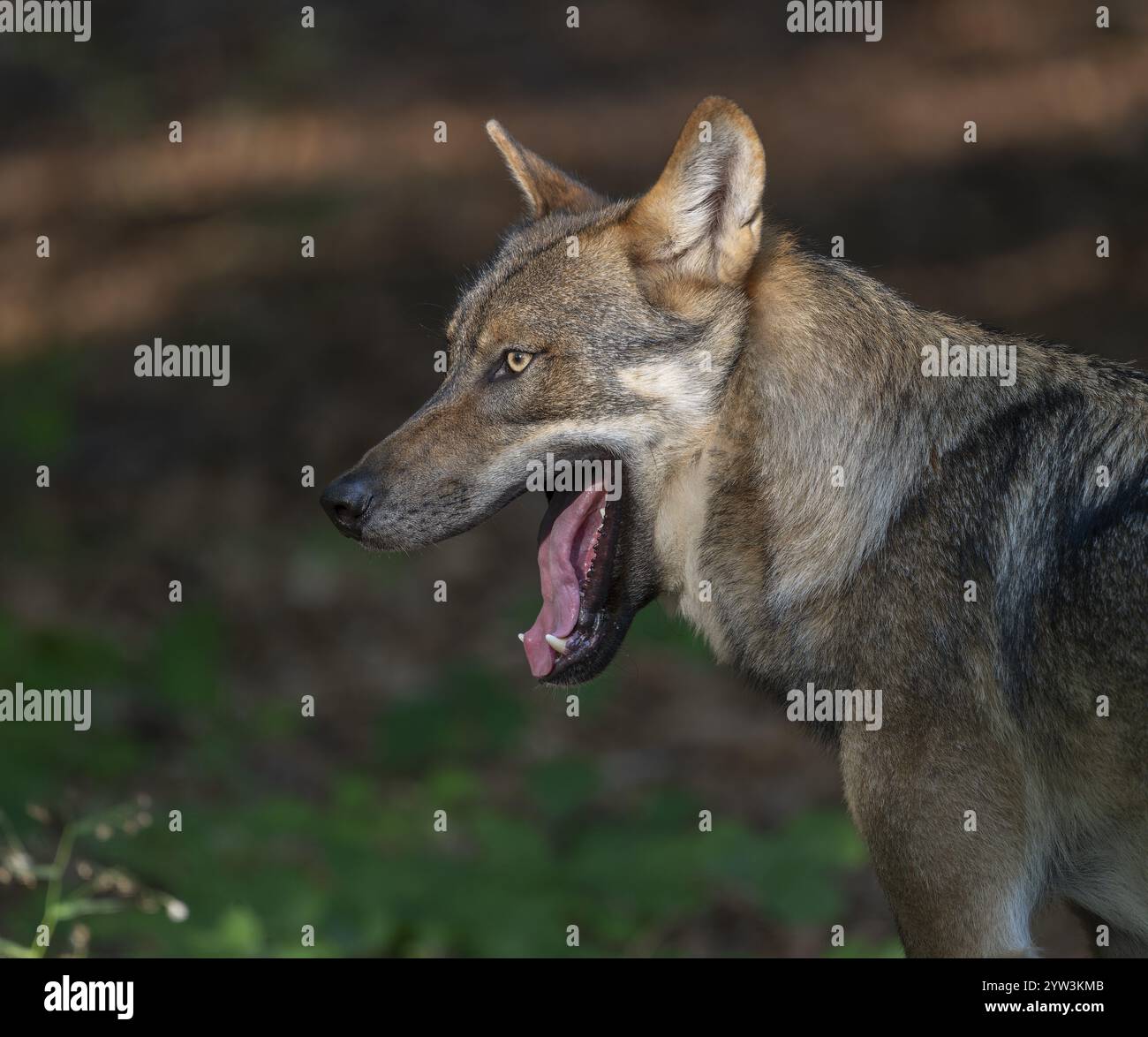 Wolf (Canis lupus) yawning, teeth visible, Germany, Europe Stock Photo ...