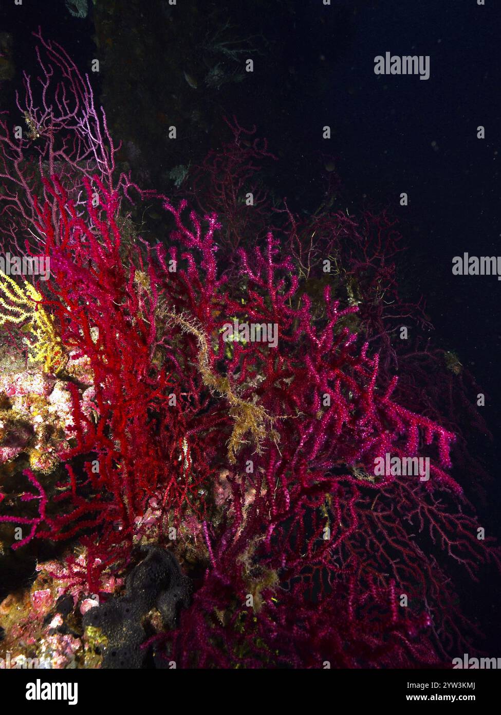 Dense red Violescent sea-whip (Paramuricea clavata) on a wreck create a ...