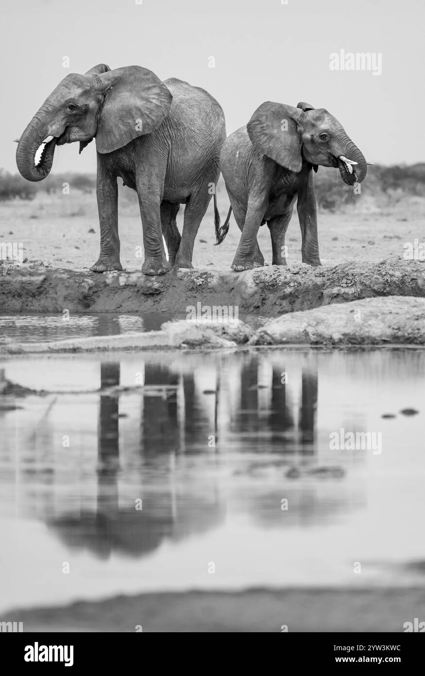 Two pan Black and White Stock Photos & Images - Alamy