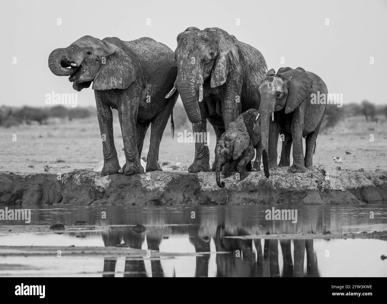 Waterholes elephant Black and White Stock Photos & Images - Alamy