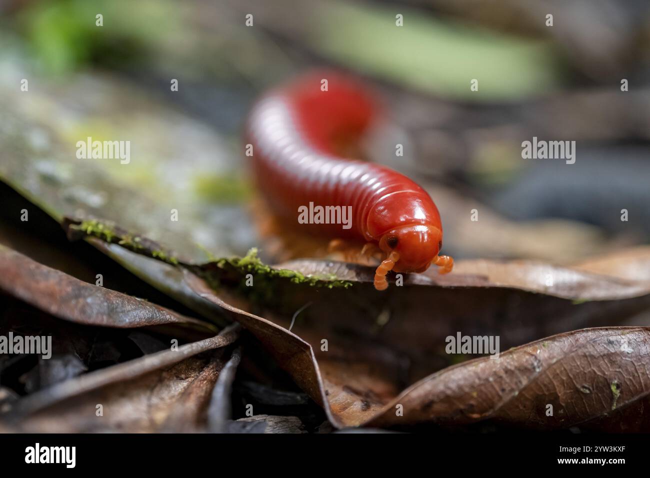 Red millipede hi-res stock photography and images - Alamy