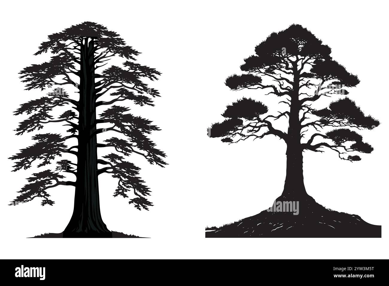 oak tall tree silhouette artwork and white background Stock Vector ...