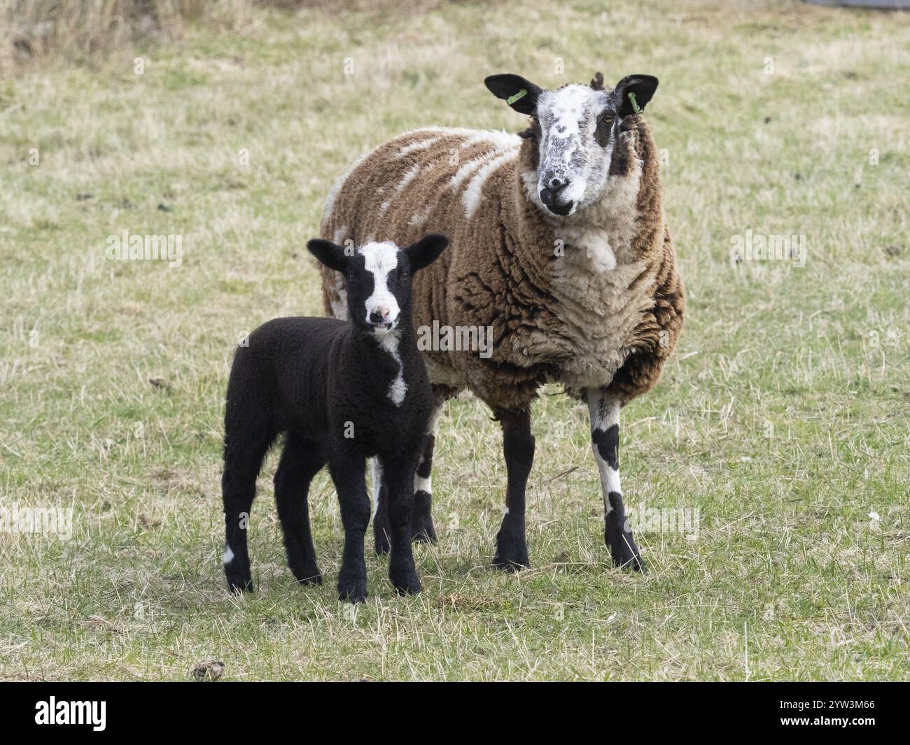 Sheep (Ovis aries), mother animal with lamb, with black and white ...