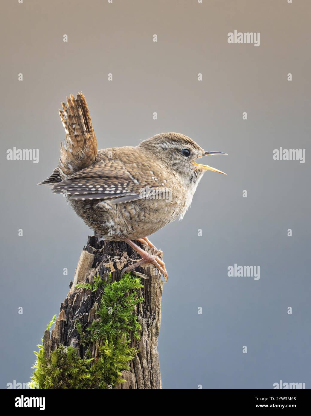 Third bird displays hi-res stock photography and images - Alamy