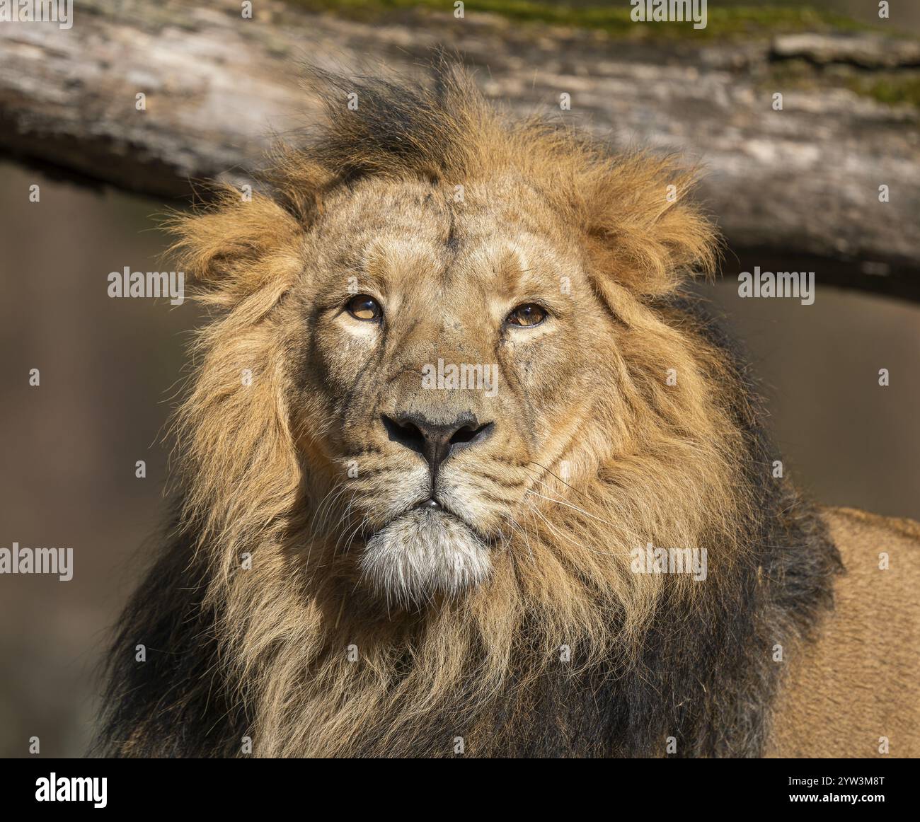 Asiatic Lion (Panthera leo persica), male, portrait, occurring in India ...