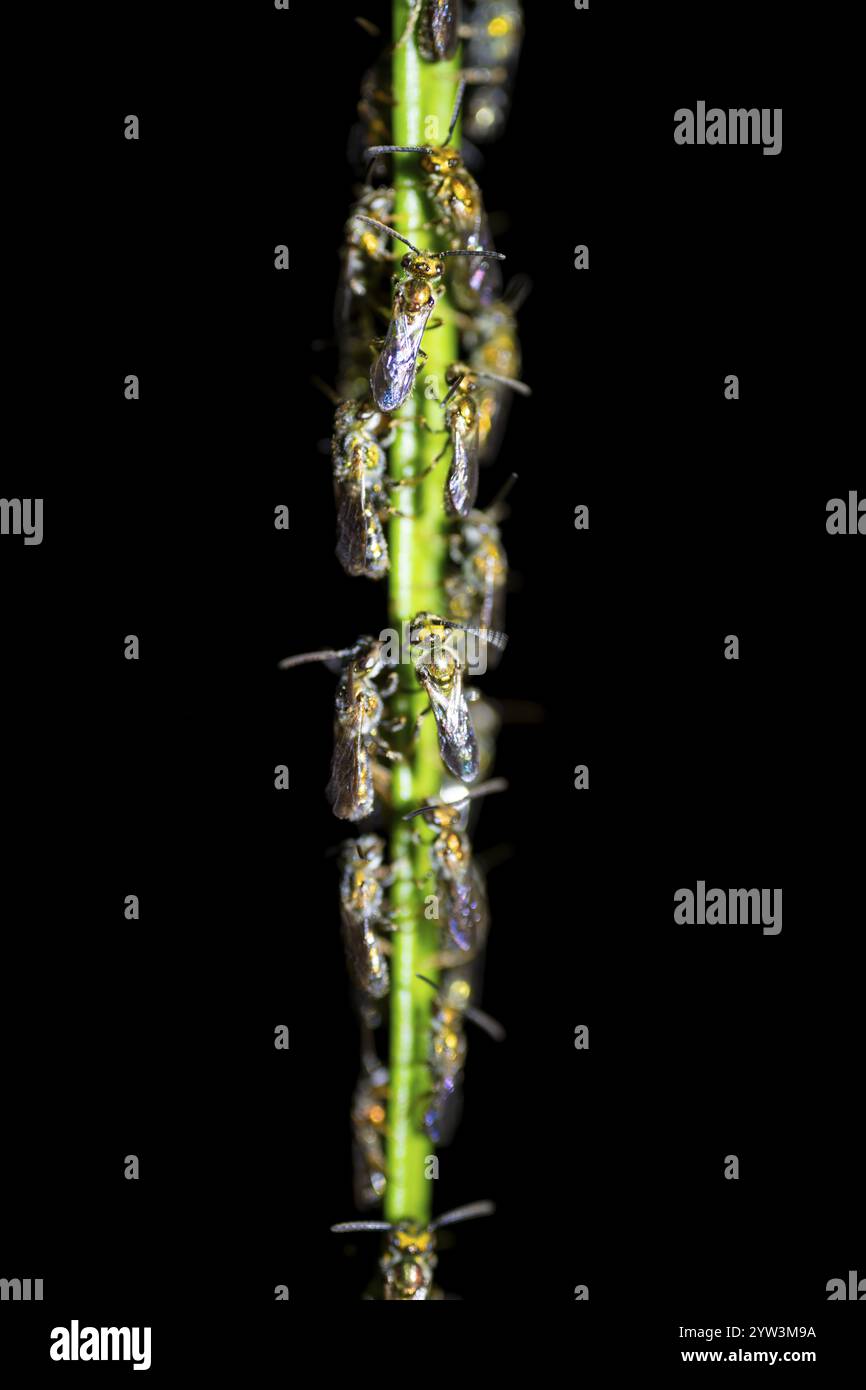 Many flies sitting densely packed on a stem, tropical rainforest at ...