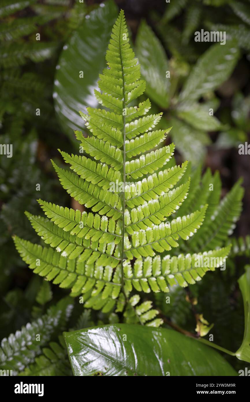 Fern leaf, tropical rainforest, Laguna de Hule, Refugio Nacional de ...