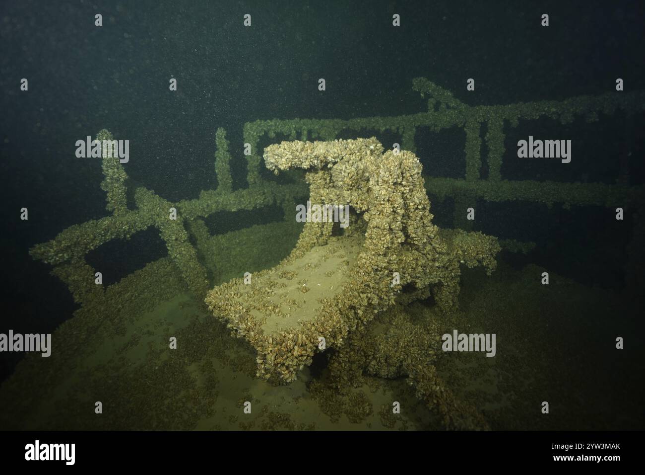 An old steering position of a shipwreck, with mussels, quagga triangle ...