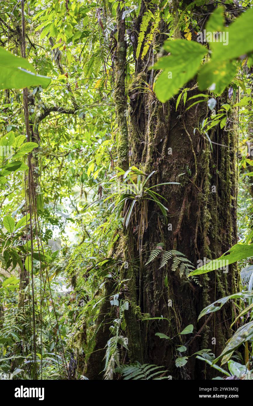 Trunk of a tree in dense vegetation in the tropical rainforest, Laguna ...