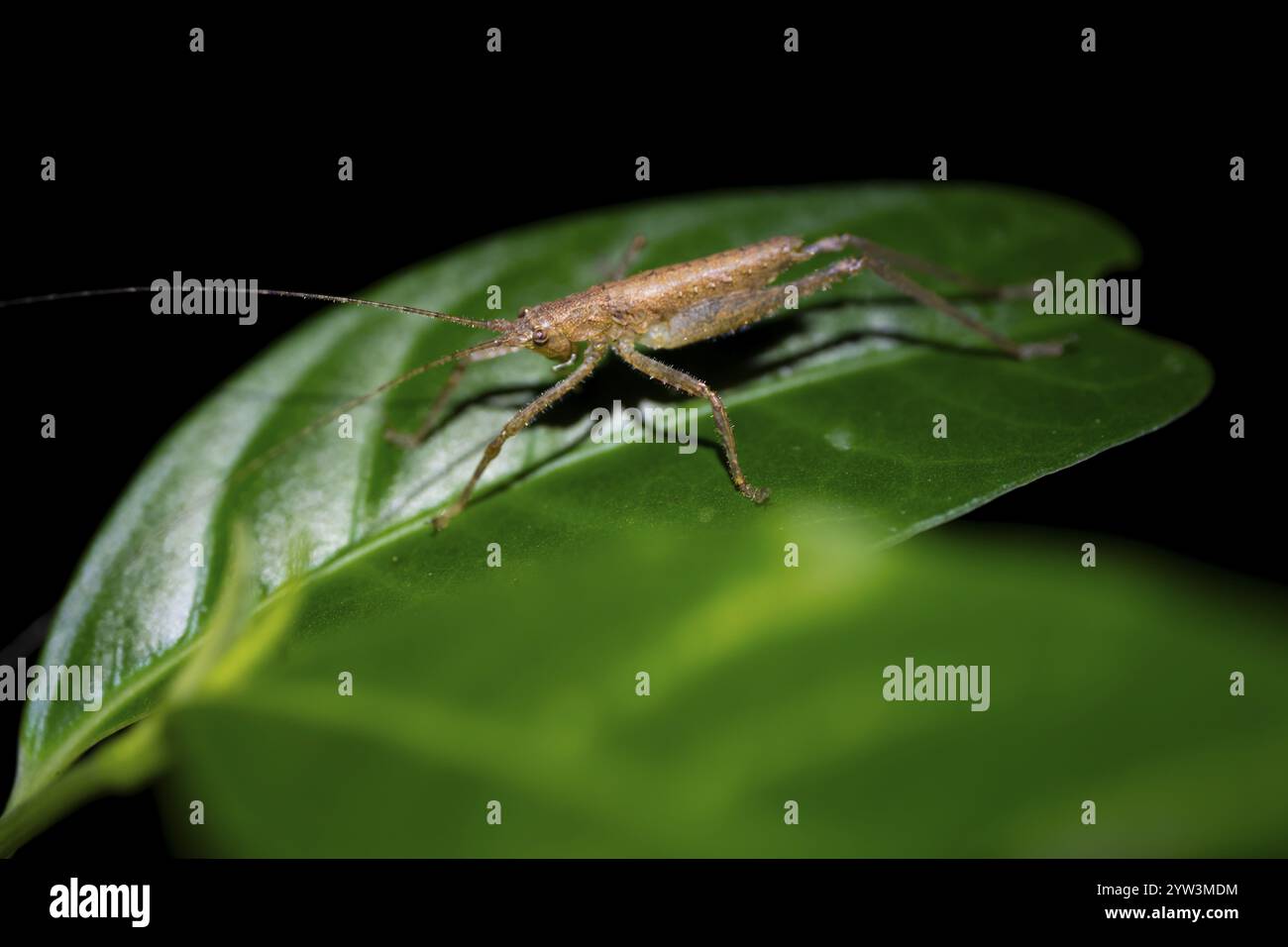 Brown grasshopper sitting on a leaf, at night in the tropical ...