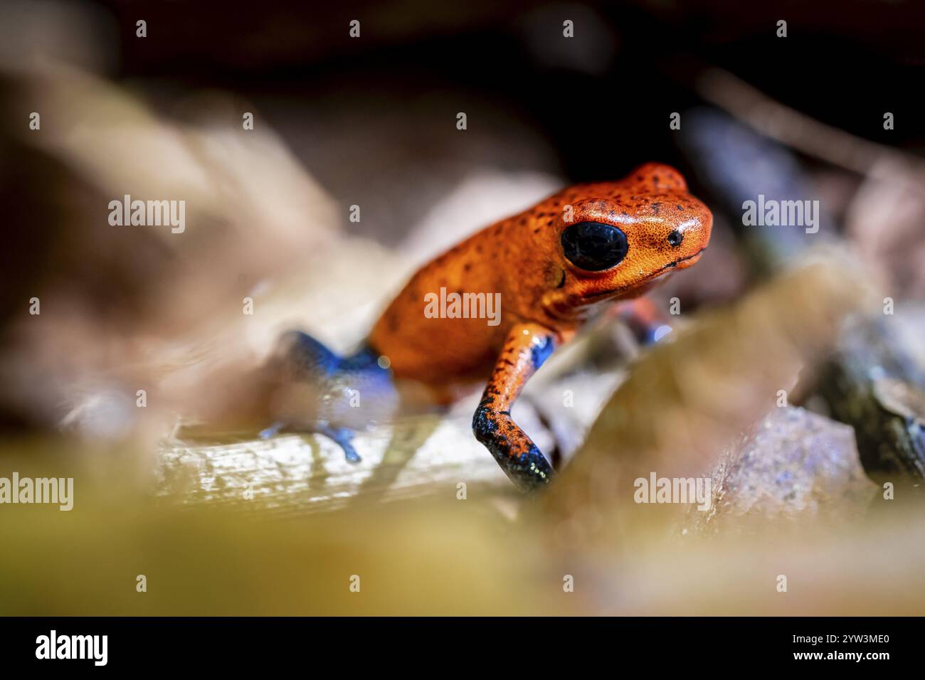 Strawberry frog (Oophaga pumilio) on the forest floor Heredia province ...