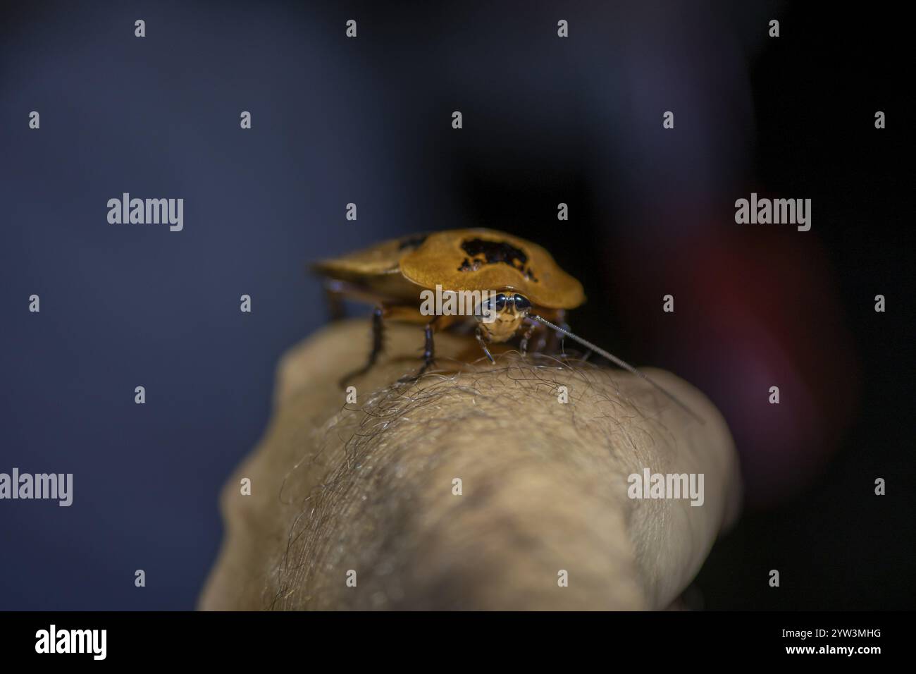 Giant marbled cockroach (Archimandrita marmorata), cockroach sitting on ...