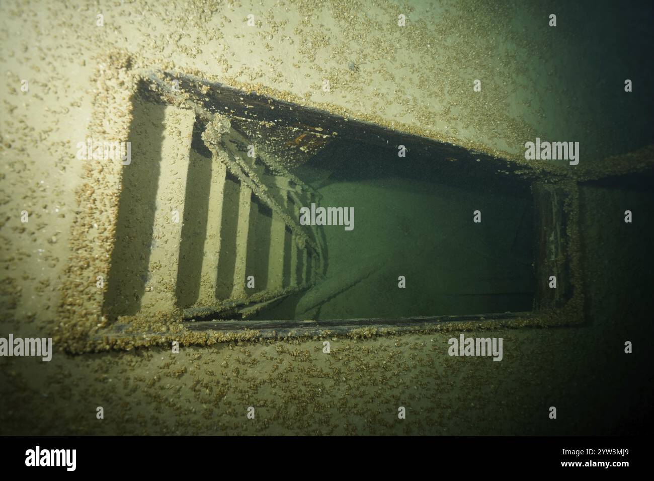 Rusty ladder in a shipwreck, covered by mussels, quagga triangle mussel ...