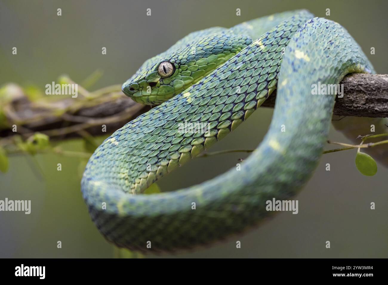 Bothriechis lateralis (Bothriechis lateralis), sitting on a branch ...
