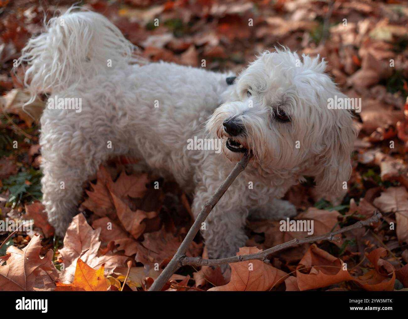 A dog in the park chewing on a twig on the ground blanketed in fallen ...