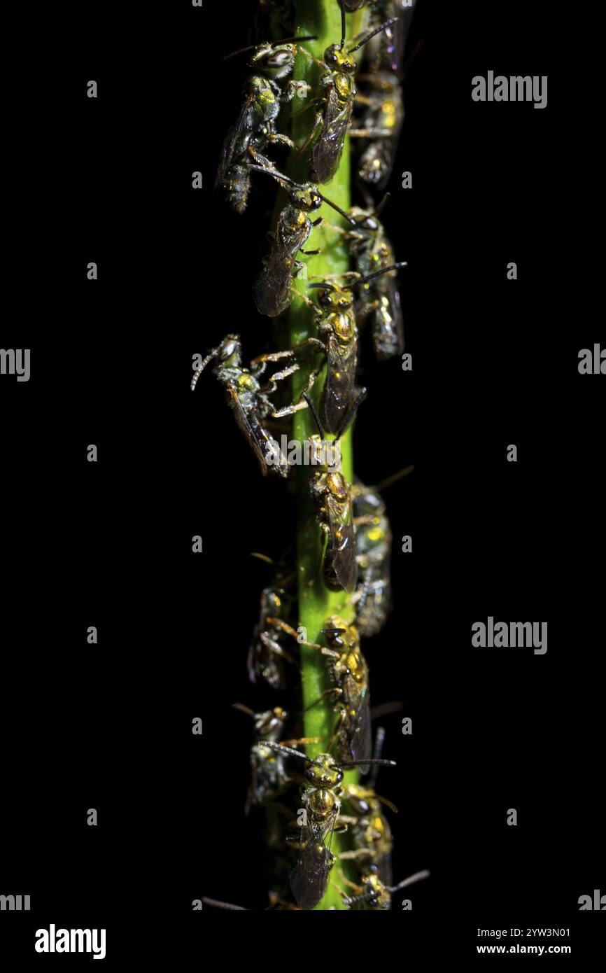 South american rain forest insects many hi-res stock photography and ...