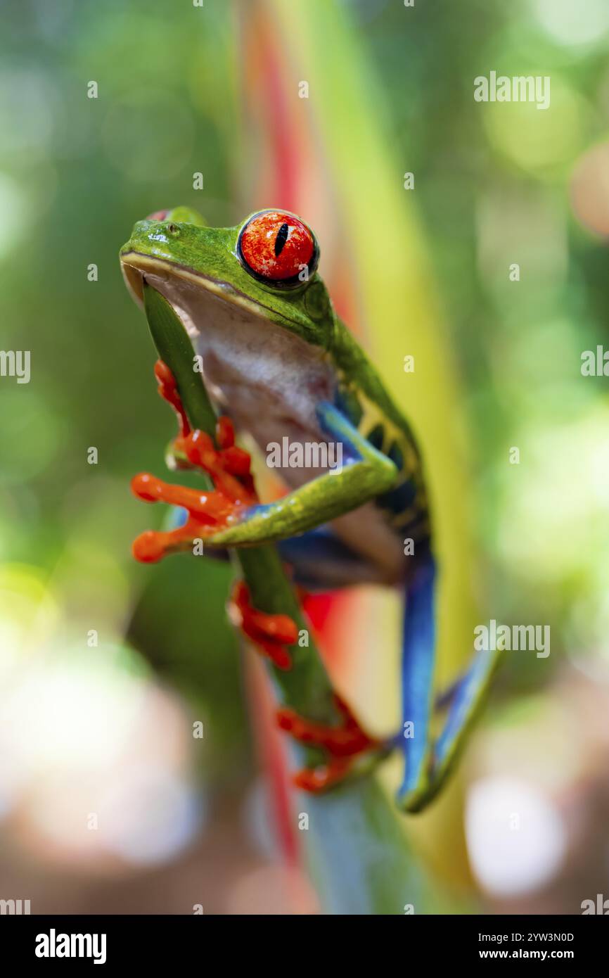 Red-eyed tree frog (Agalychnis callidryas), sitting on a heliconia ...