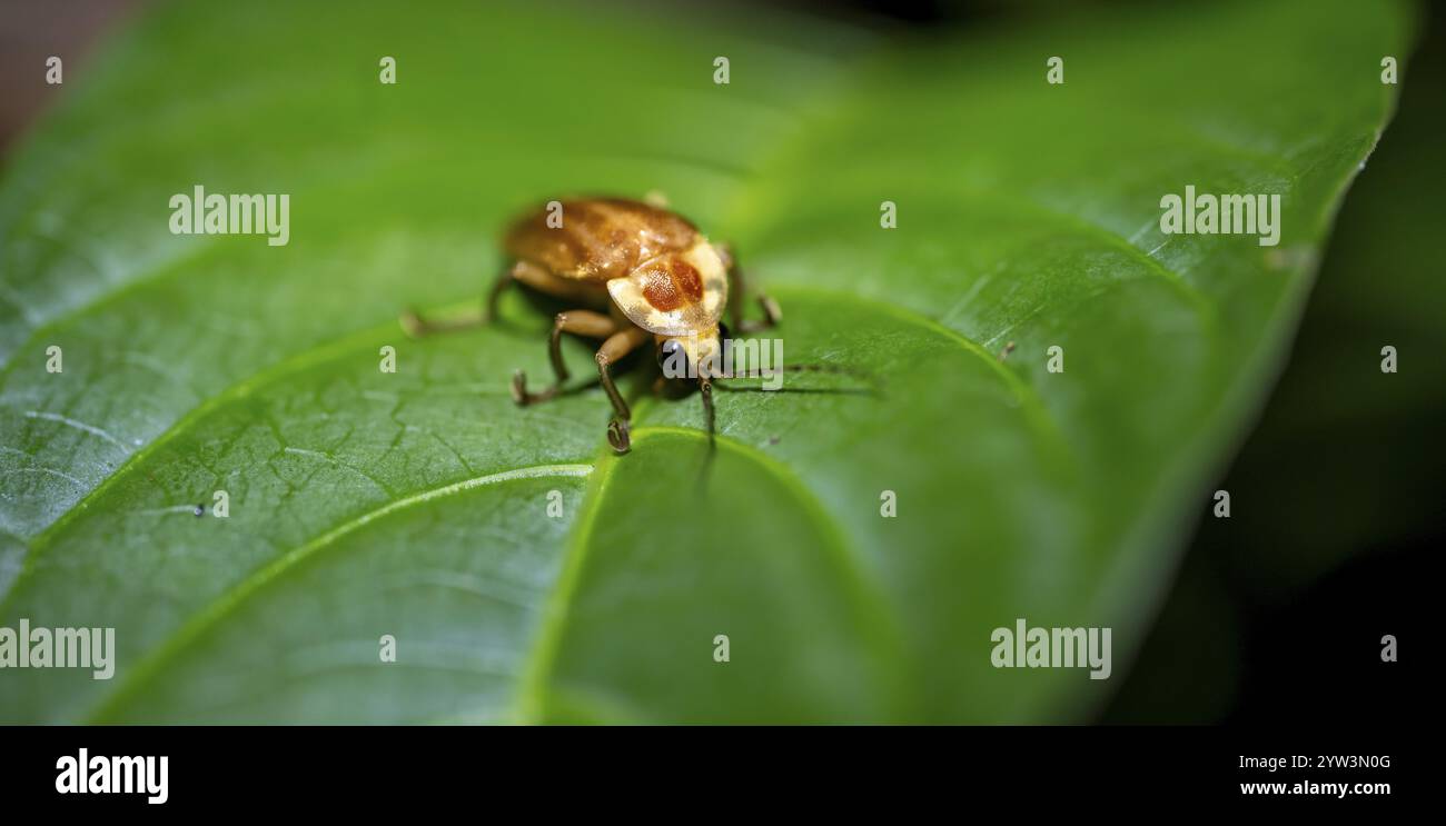 Beetle sitting on a leaf, tropical rainforest at night, Heredia ...