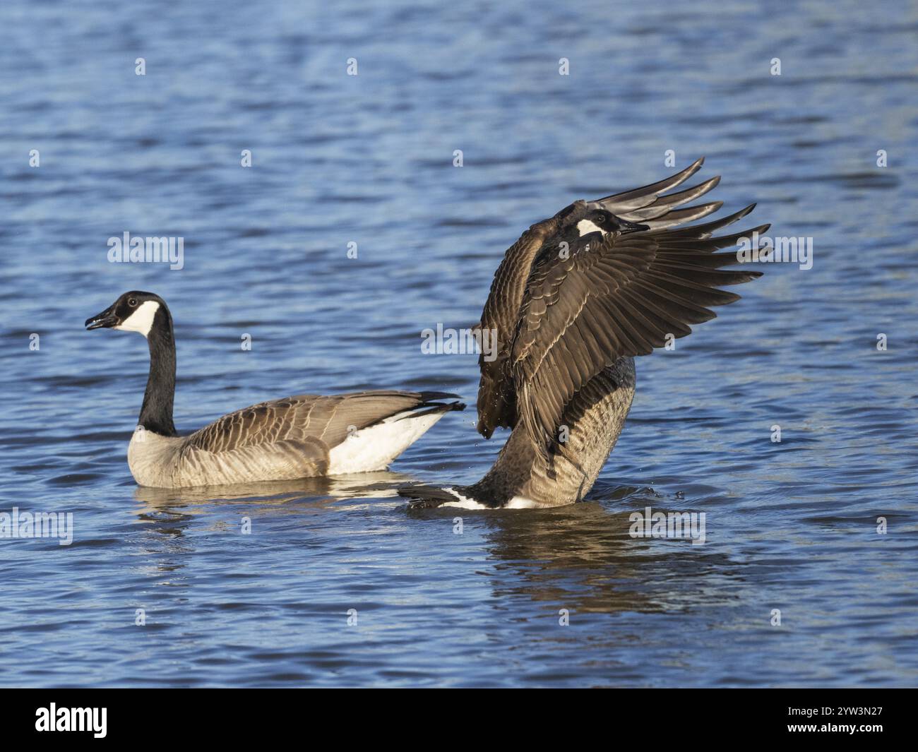 Canada Geese (Branta canadensis), a pair on a lake, the male or gander ...