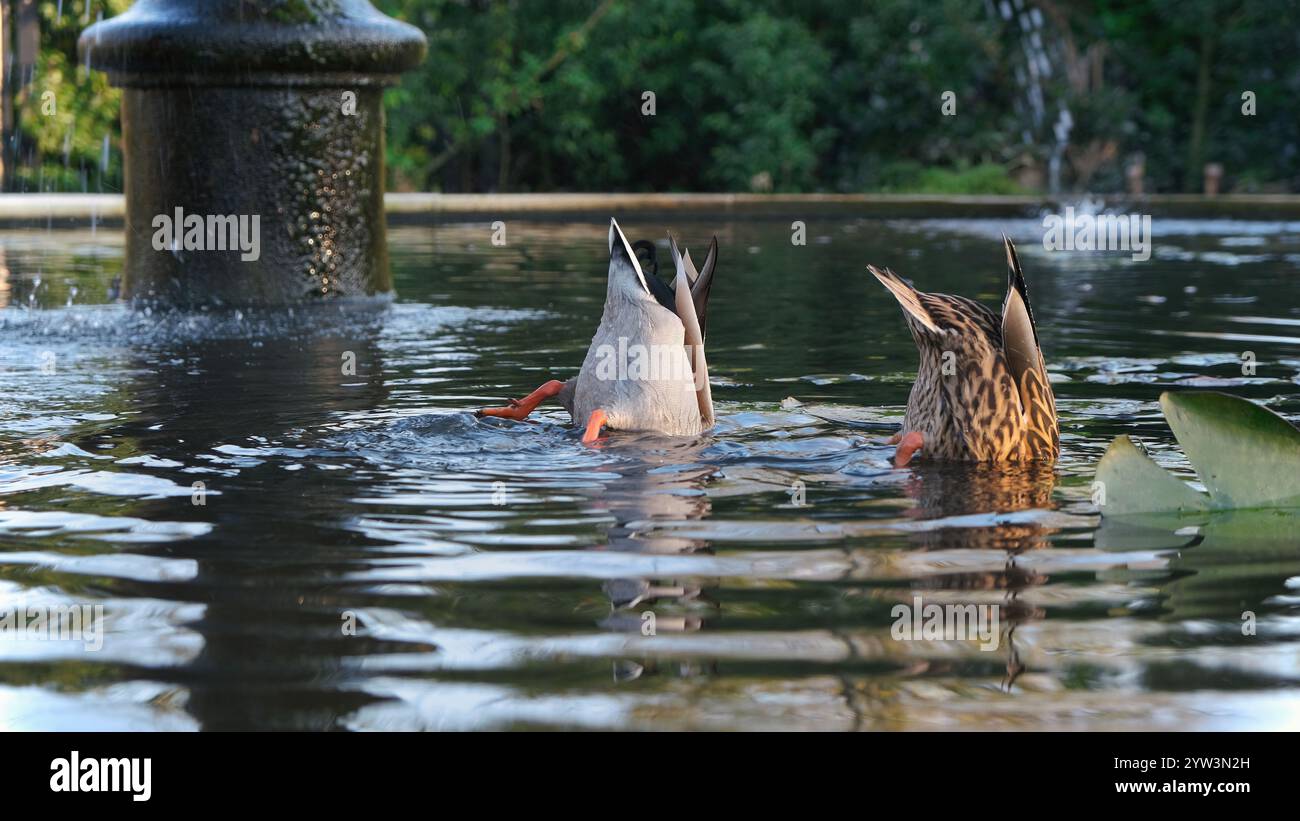 Two ducks diving headfirst into a pond, with their tails and legs ...