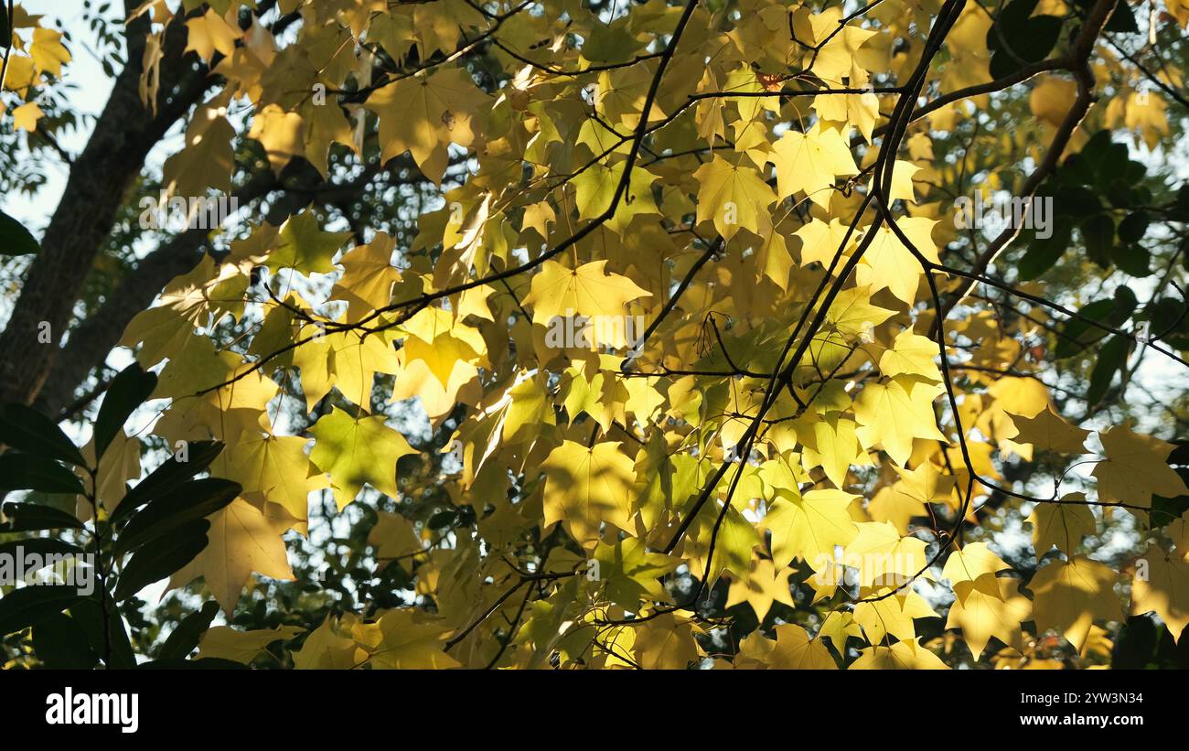 Goldenautumnday hi-res stock photography and images - Alamy