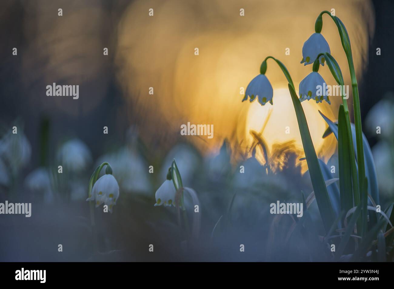 Spring snowdrop (Leucojum vernum), March snowdrop, March bells, sunset ...