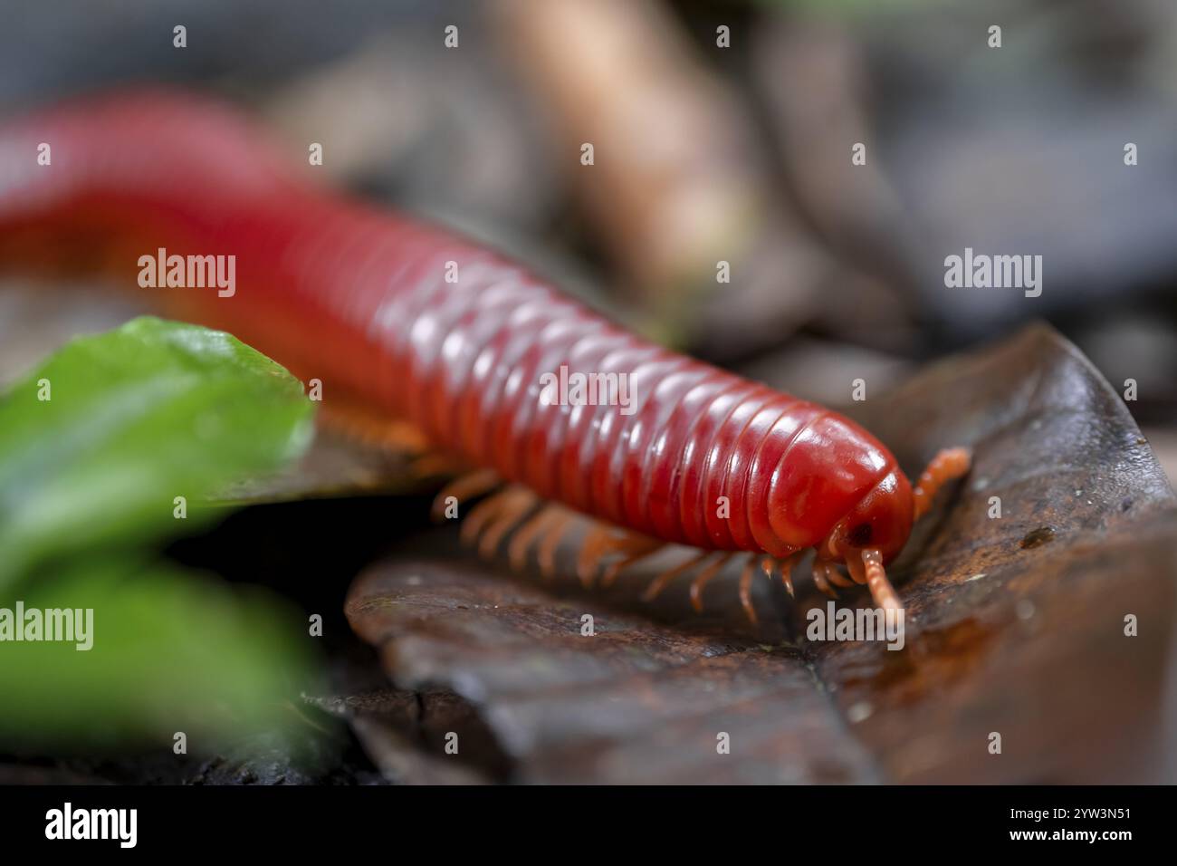 Red millipede hi-res stock photography and images - Alamy