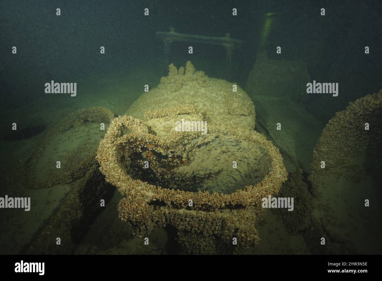Rusted ship metal, with shells, quagga triangle mussel (Dreissena ...