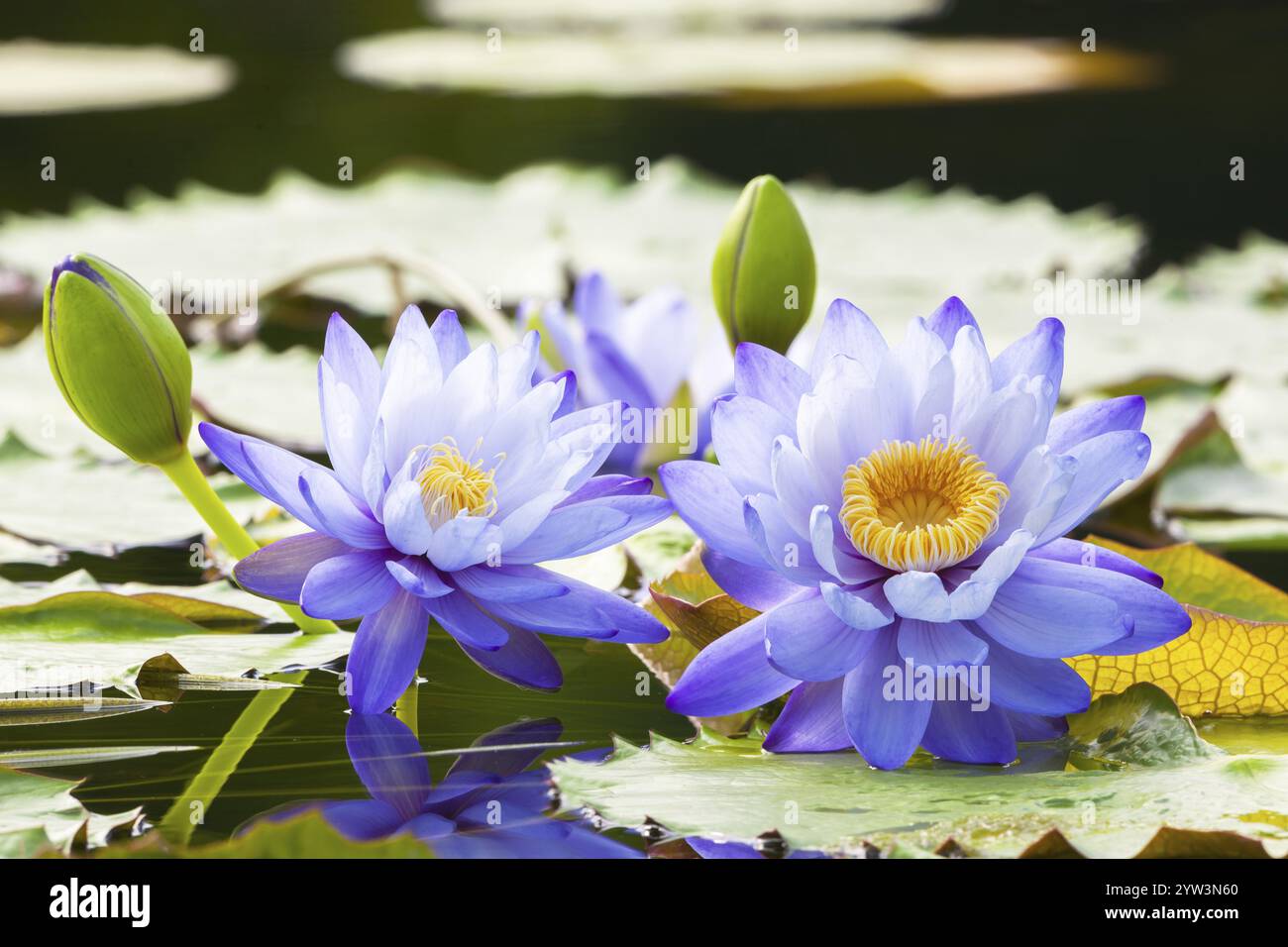 Two purple water lilies with yellow centre in a green pond between ...