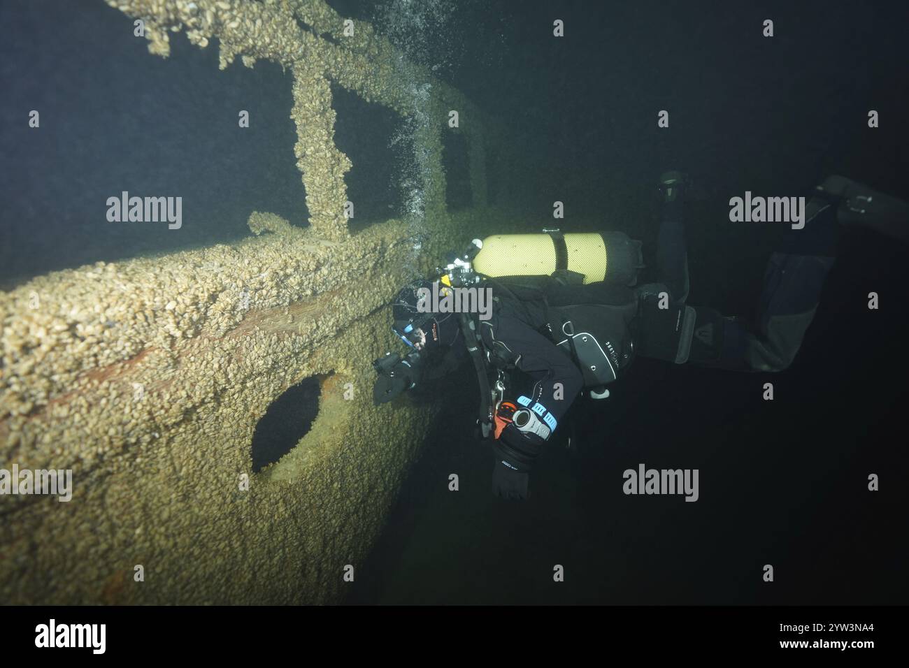 A diver examines a shipwreck covered with quagga triangle mussels ...