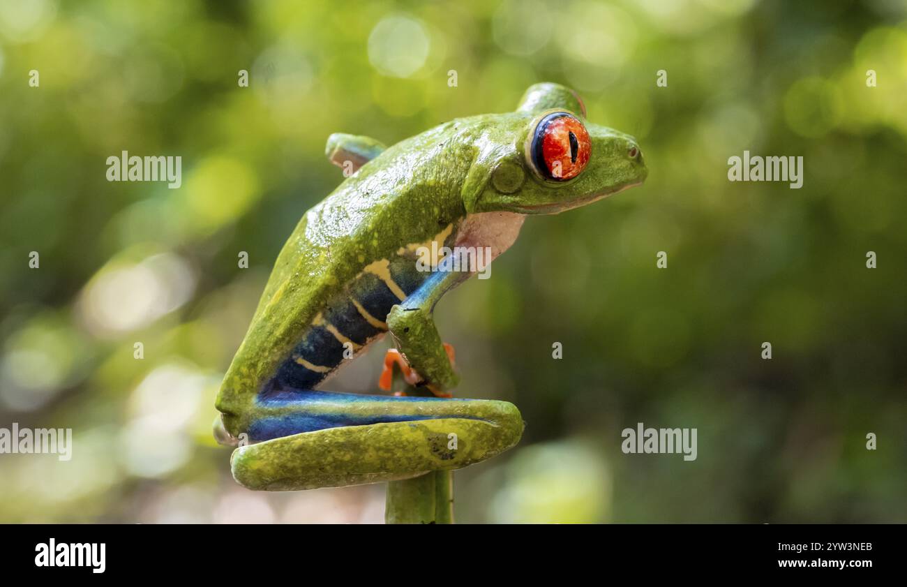 Red-eyed tree frog (Agalychnis callidryas), sitting on a branch ...