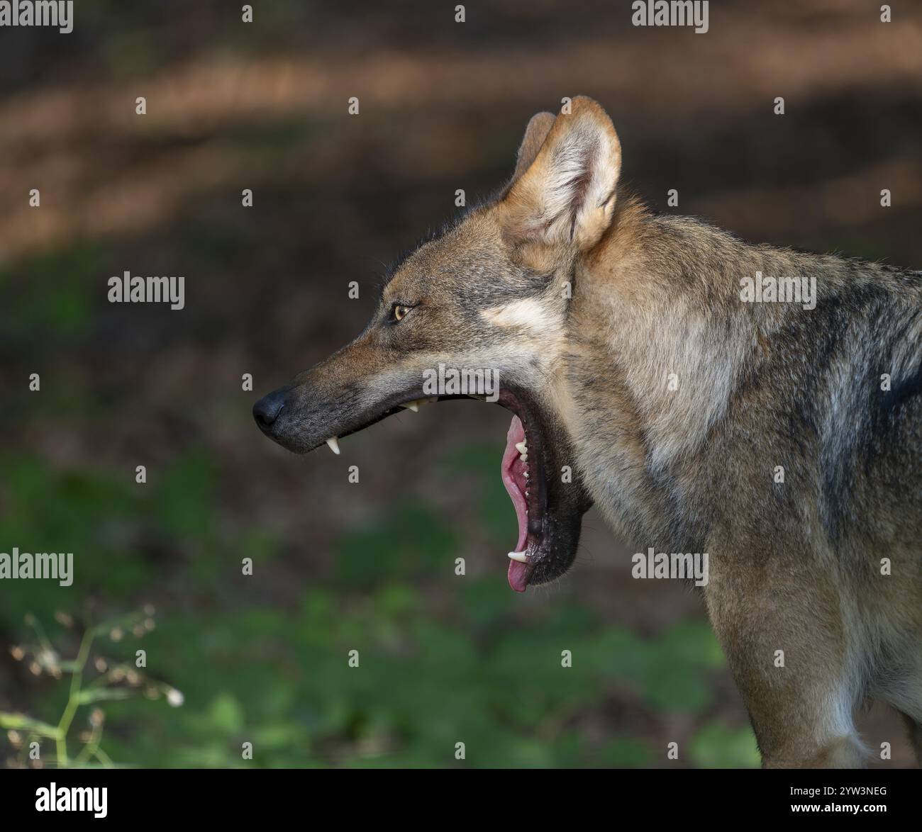 European wolf teeth hi-res stock photography and images - Alamy