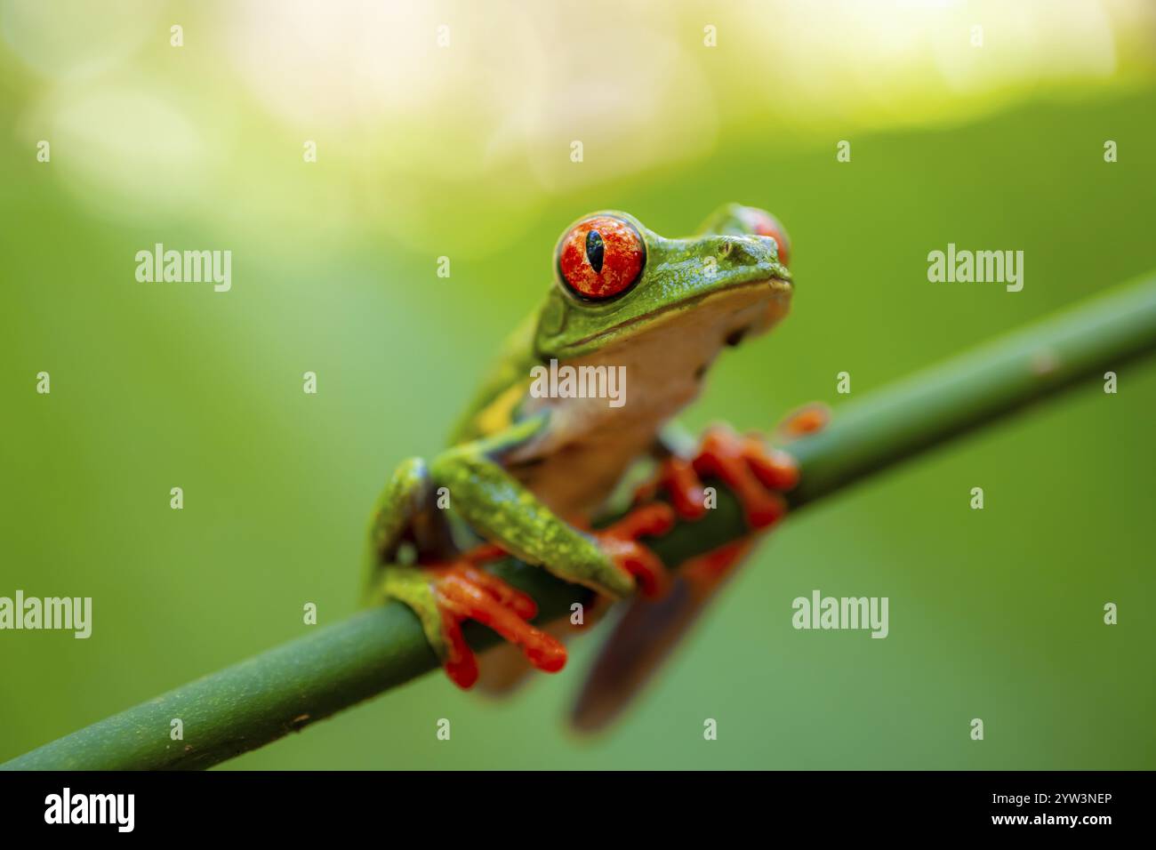Red-eyed tree frog (Agalychnis callidryas), sitting on a stem, Heredia ...