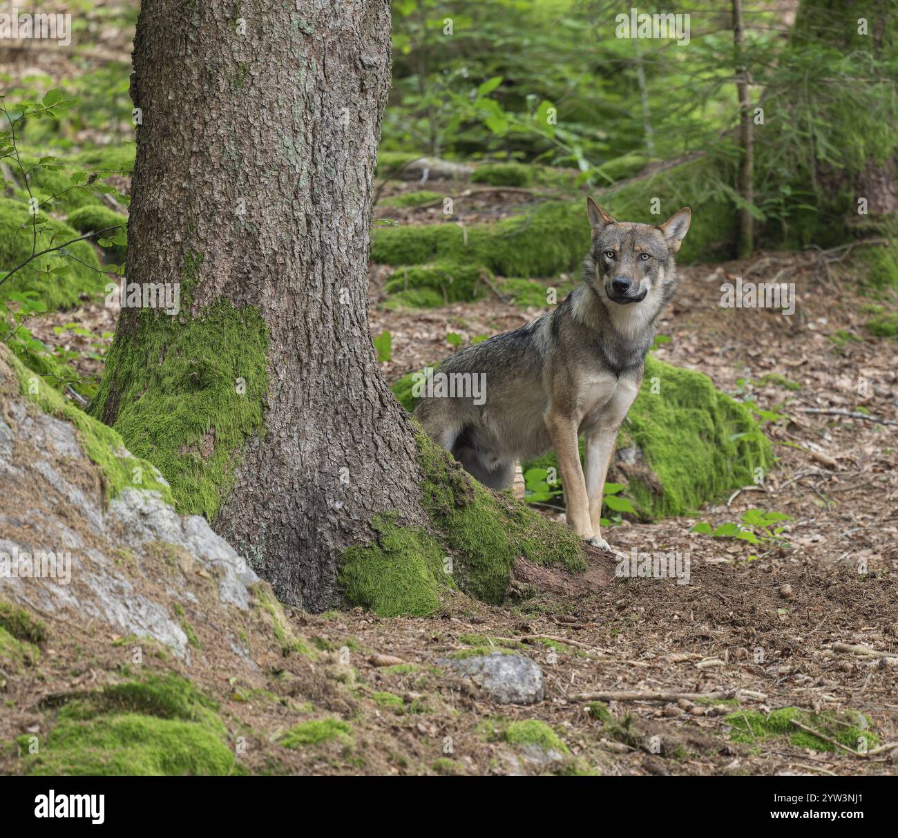 Wolf standing over prey hi-res stock photography and images - Alamy