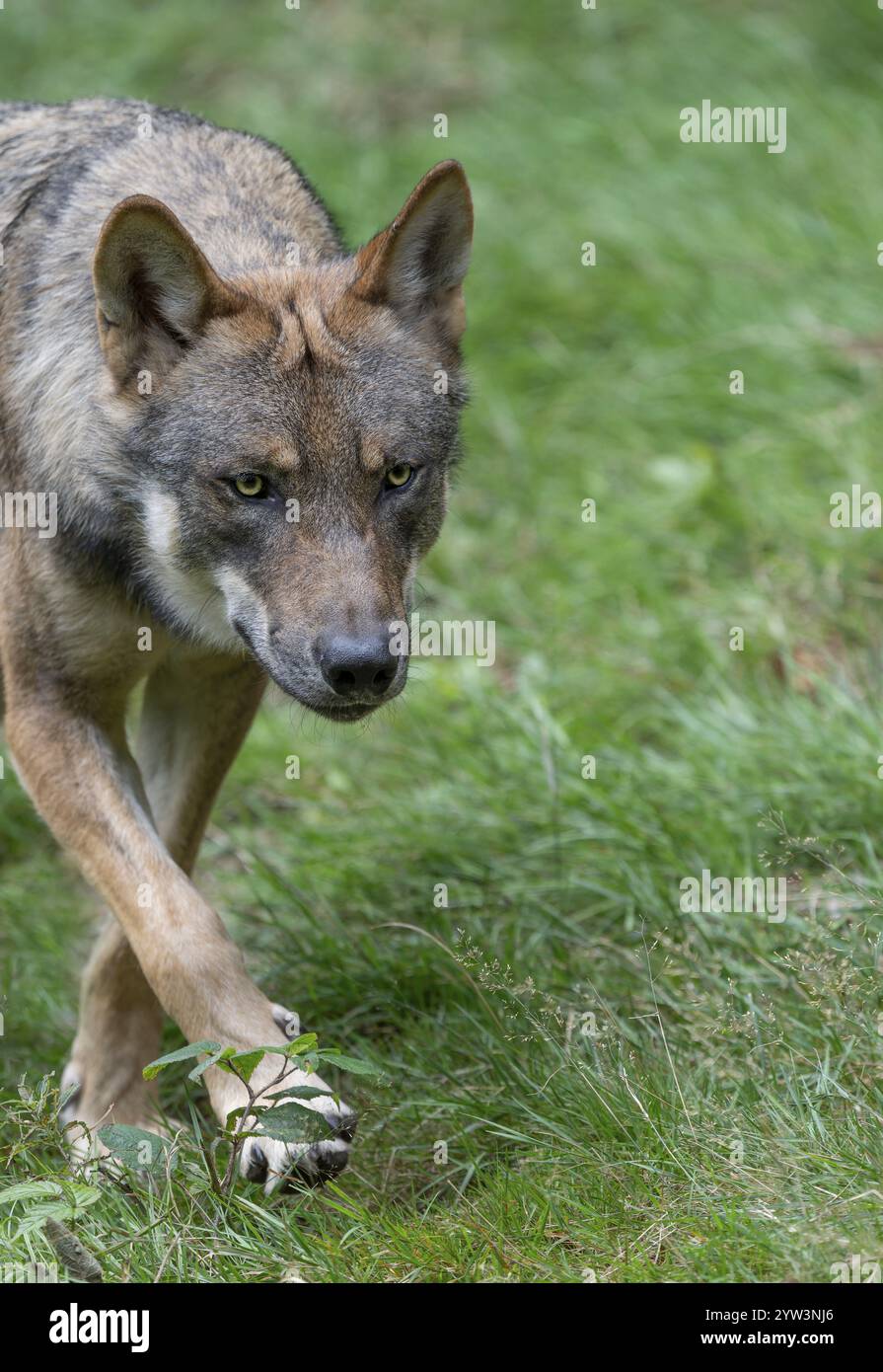 Wolf (Canis lupus) walks through its territory and looks attentively ...