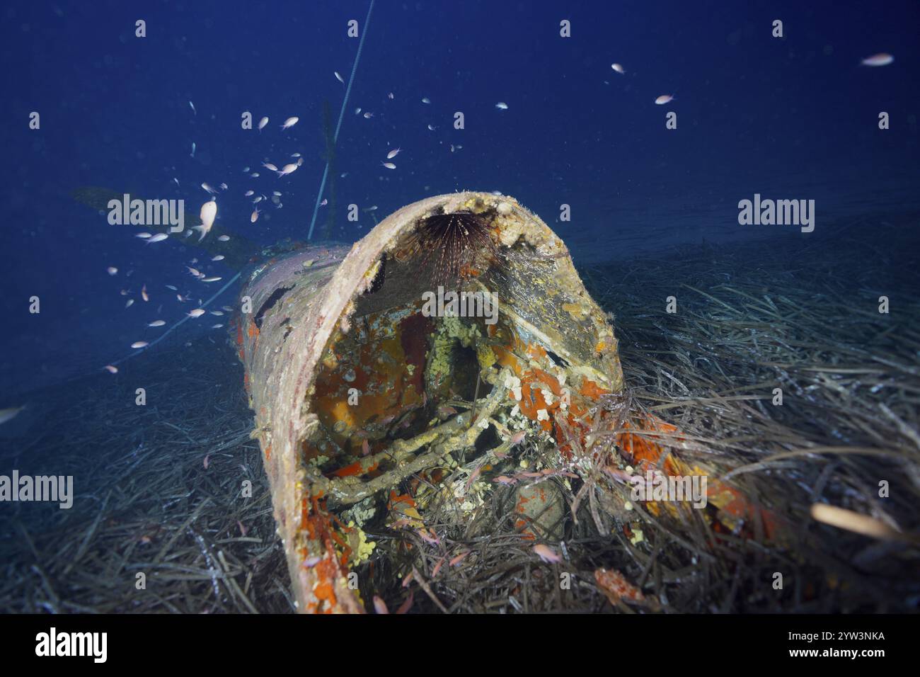 Rusty cockpit of a submerged aircraft wreck surrounded by seagrass ...