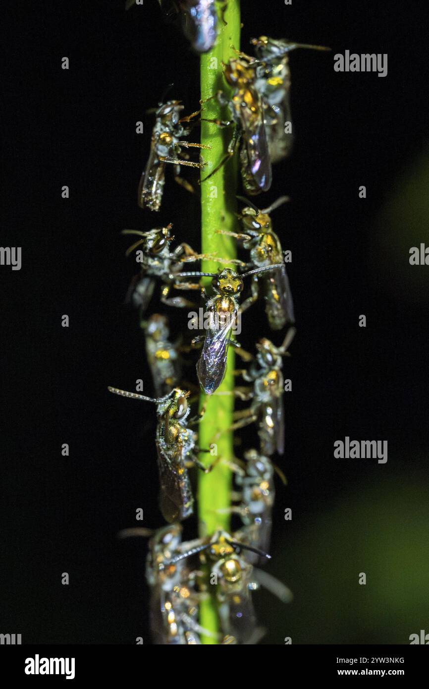 Tropical flying insects hi-res stock photography and images - Alamy