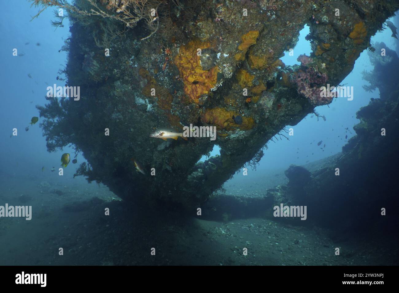 Corals dive site wreck hi-res stock photography and images - Alamy