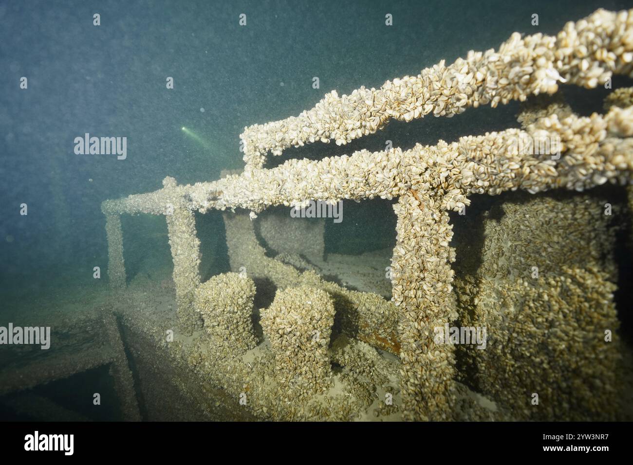 A structure of a shipwreck lying on the lake bottom covered by mussels ...