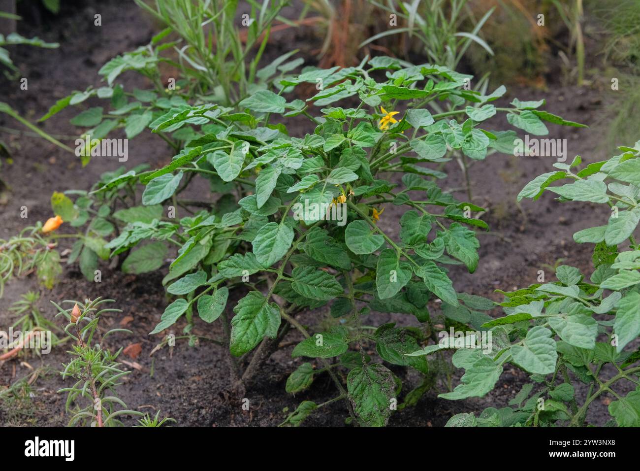 Potato bush is growing in cottage garden. Green seedling on vegetables ...