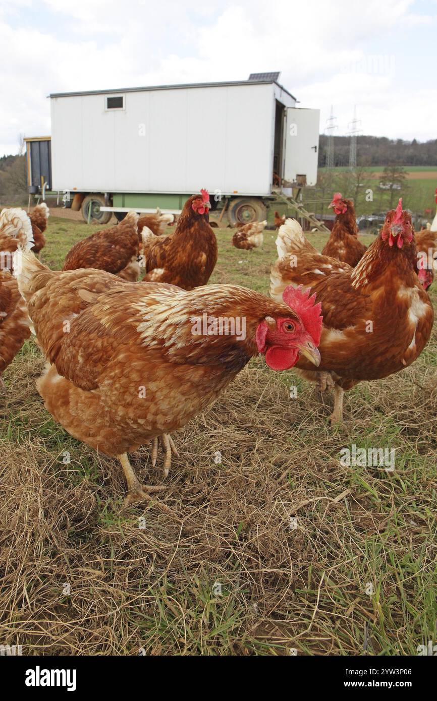 Free-range chickens with a run in a meadow. In the background is a ...