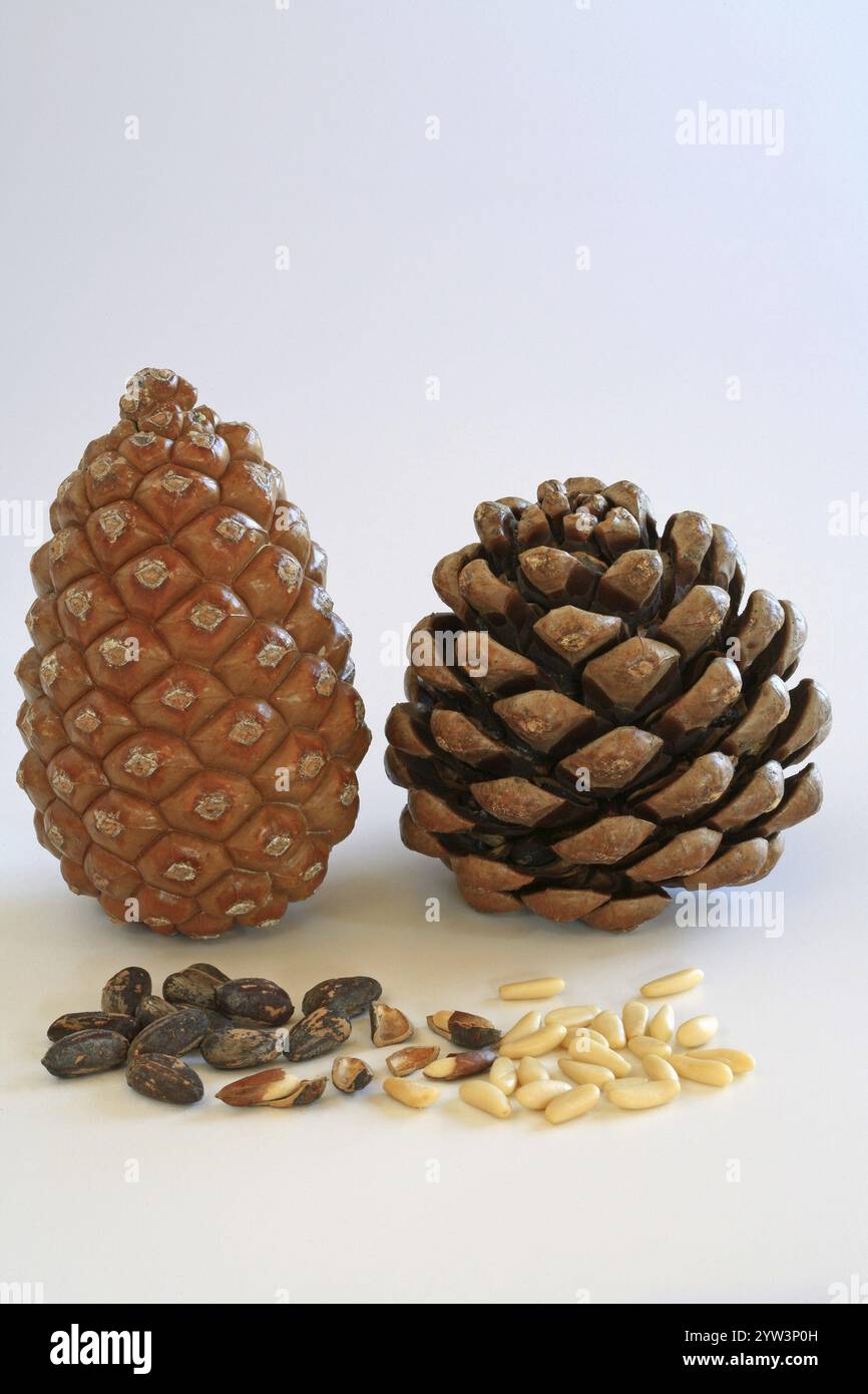 Closed and open pine cones as well as pine nuts with shell and ready ...